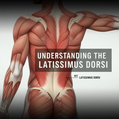 Latissimus Muscle: The Secret to a Stronger, Leaner Back - Whole Living