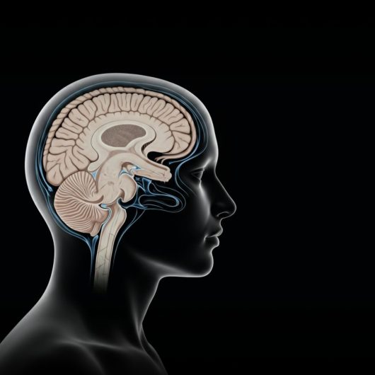 Parietal Brain: How It Shapes Focus and Awareness - Whole Living